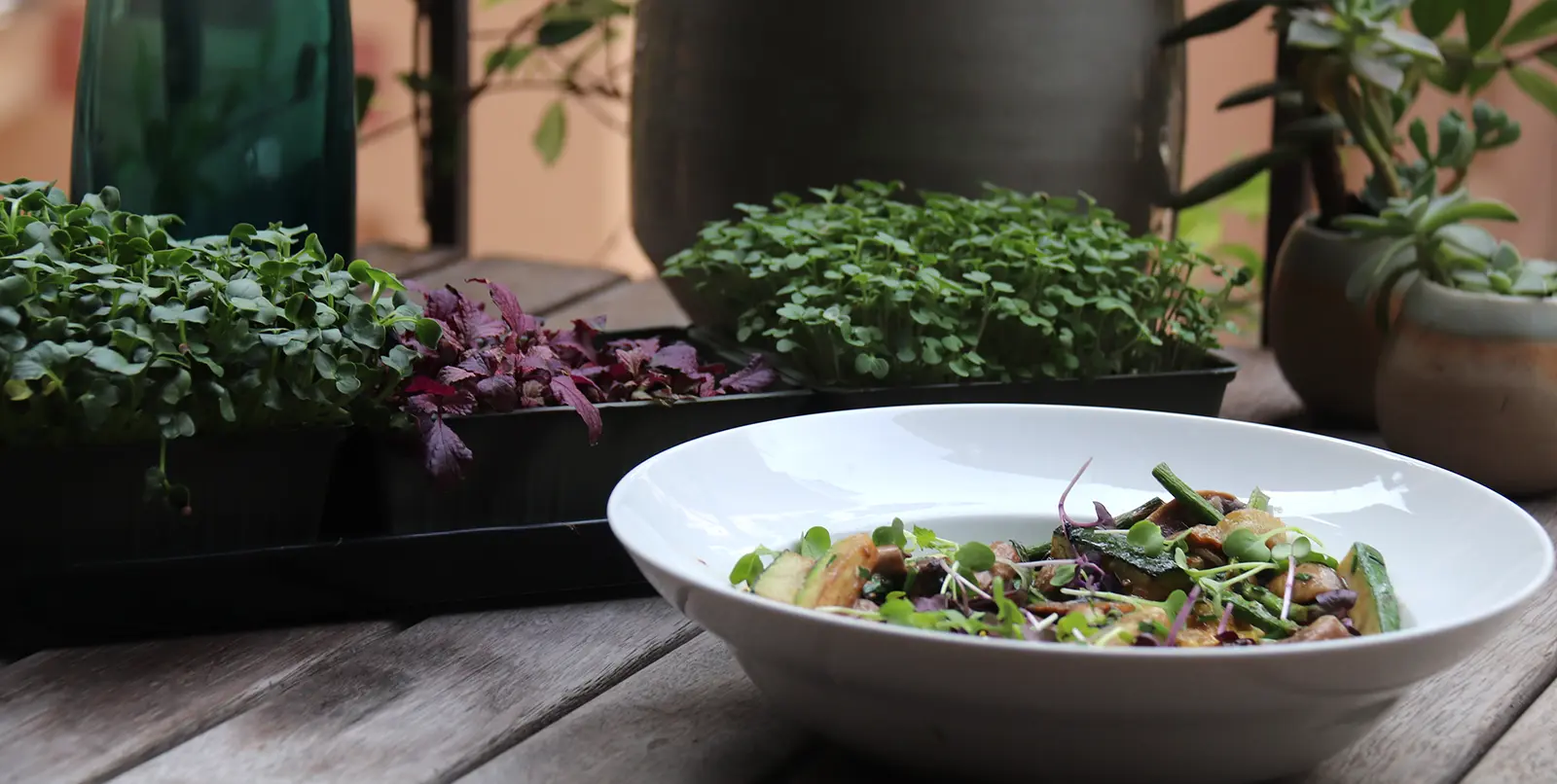 Growing healthy & tasty microgreens - basic course - Urban Farming ...